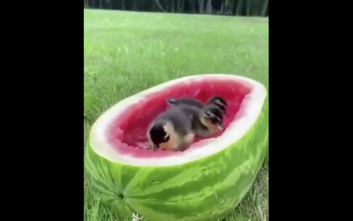 Watermelon spa - Memy.pl