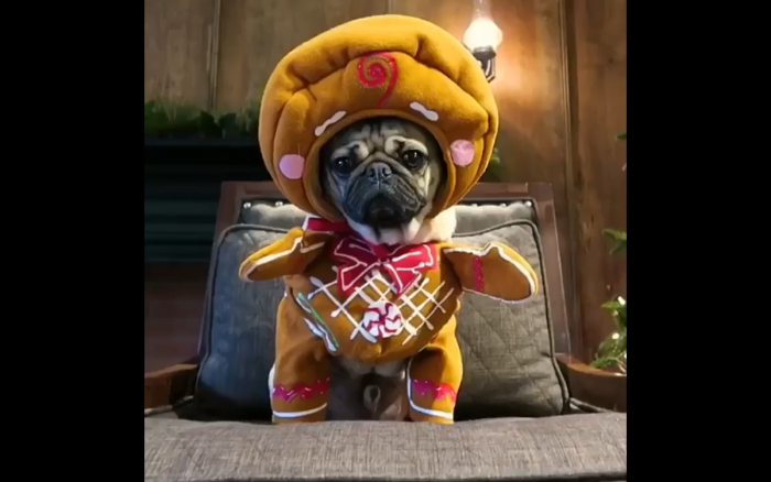 Świąteczny mops - Memy.pl