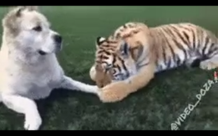 Best friends - Memy.pl