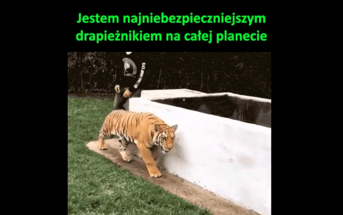 Tygrys - Memy.pl