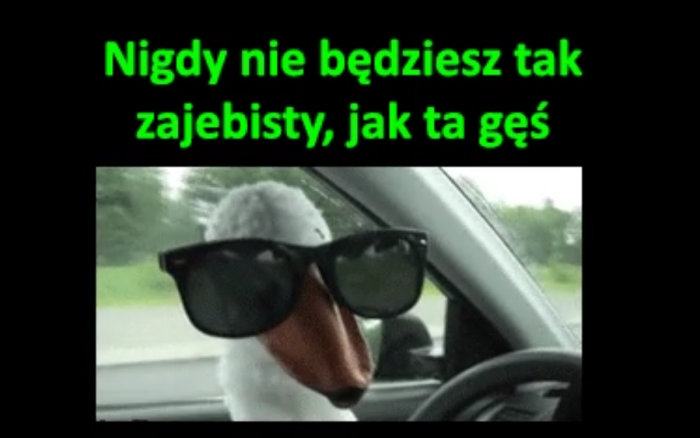Nigdy! - Memy.pl